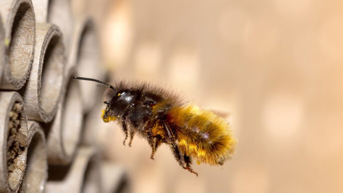 Fonet :: Promo :: Svetski dan pčela